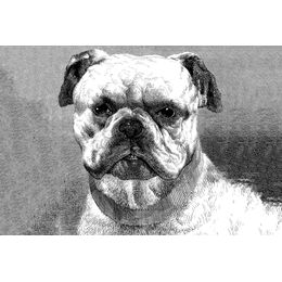 Fototapete "Bulldog", B/L: 4mm x 2,7mm, schwarz-weiß, ARCHITECTS PAPER, Tapeten, Vlies, Wand, Schräge