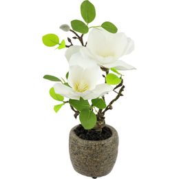 Kunstblume I.GE.A., B:14cm H:33cm L:16cm, weiß, Polyester, Kunstpflanzen, "Magnolie im Topf", Künstlich wie echt Deko Blume Zimmerpflanze Baum klein