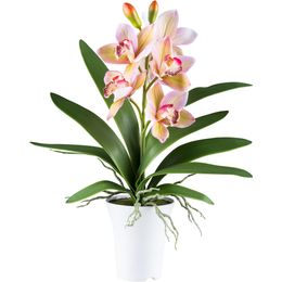Kunstorchidee Creativ green, H:53cm, gr&uuml;n, Kunststoff, Kunstpflanzen, "Orchidee Cymbidie", mit real-touch-Bl&uuml;ten