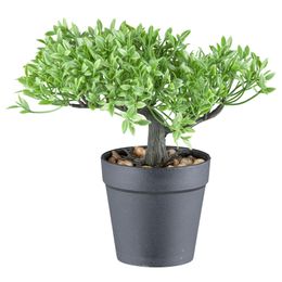 Kunstbonsai Creativ green, H:20cm, gr&uuml;n, Kunststoff, Kunstpflanzen, "Bonsai Buchsbaum und Teeblatt", mit 2 Ausf&uuml;hrungen im Set