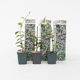 Plant in a Box - Sternjasmin - 6 Stk - Trachelospermum jasminoides - Höhe 25-40cm - Topf 9cm