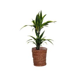 Tchibo - Zimmerpflanze &raquo;Dracaena Lemon Lime&laquo; mit Topf - gr&uuml;n