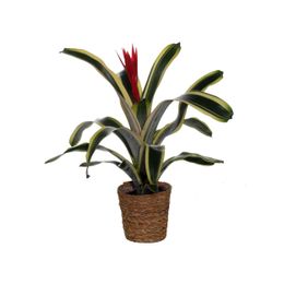 Tchibo - Zimmerpflanze &raquo;Aechmea Brazil&laquo; mit Topf - gr&uuml;n