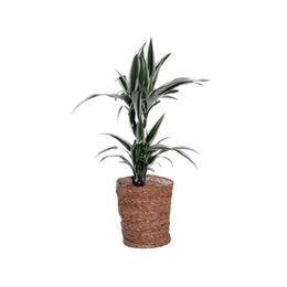Tchibo - Zimmerpflanze &raquo;Dracaena White Stripe&laquo; mit Topf - gr&uuml;n