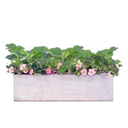 Tchibo - Erdbeeren im Holzkasten - rosa