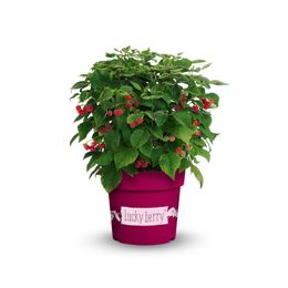 Tchibo - Beerenstrauch Kletterhimbeere - rot