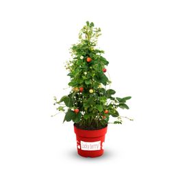Tchibo - Beerenstrauch Klettererdbeere - rot