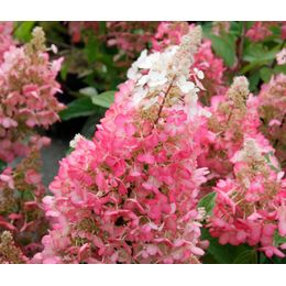 Tchibo - Rispenhortensie &raquo;Pinky Winky&laquo; - dunkelrosa