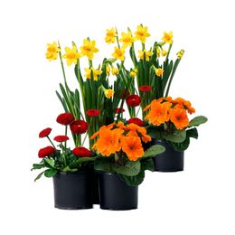 Tchibo - Fr&uuml;hlingsmix - orange