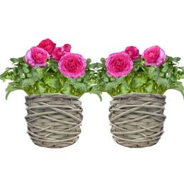 Tchibo - 2 Ranunkel-Trios im Korb - pink