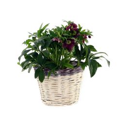 Tchibo - Helleborus &raquo;Vic Victoria&laquo; im Korb - dunkelrot