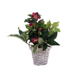 Tchibo - Helleborus &raquo;Early Red&laquo; im Korb - grau
