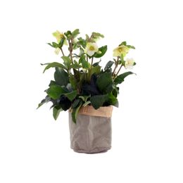 Tchibo - Helleborus &raquo;Picotee&laquo; im Jutesack - wei&szlig;