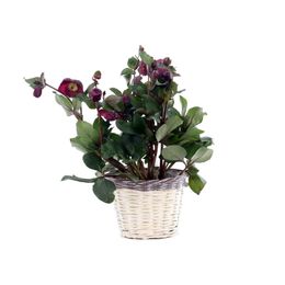 Tchibo - Helleborus &raquo;Barolo&laquo; im Korb - dunkelrot