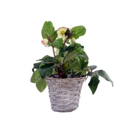 Tchibo - Helleborus &raquo;Cheryls Shine&laquo; im Korb - grau