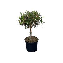 Tchibo - Olivenbaum - gr&uuml;n