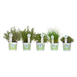 Tchibo - Kr&auml;uter-Set &raquo;Aromare&laquo;