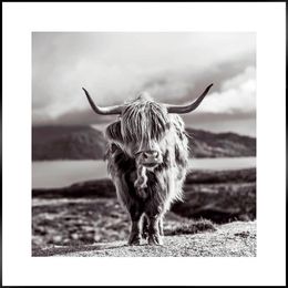 Reinders! Wandbild &raquo;Slim Frame Black 50x50 Highland Cow&laquo; Farbe Bild(er): Schwarz