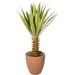 Creativ green Künstliche Zimmerpflanze »Yucca im Terracottatopf« grün Obermaterial: 100% Polyethylen