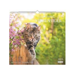 DuMont Kalenderverlag Kalender - DUMONT - Geliebte Stubentiger 2026 - Wandkalender 38 x 36cm mit 12 K | Gr.: onesize