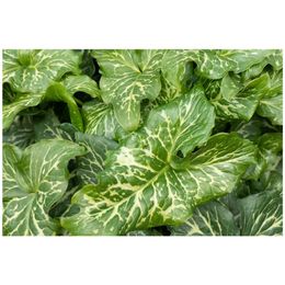 Arum italicum 'Pictum', Italienischer Aronstab, ca. 9x9 cm Topf