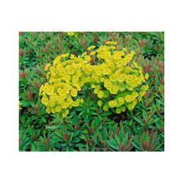 Euphorbia characias char.'Red Wing', Wolfsmilch, rot, ca. 9x9 cm Topf