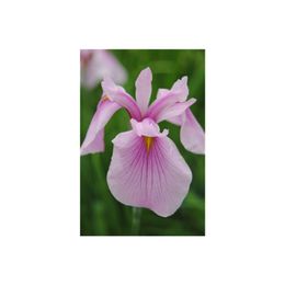 Iris laevigata 'Rose Queen', rosa Blüten, ca. 9x9 cm Topf