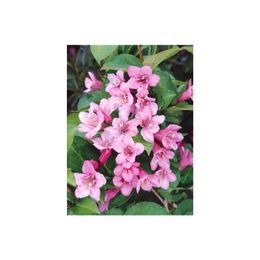 Weigela florida 'Pink Poppet', Weigelie, rosa Blüten, 40–60 cm