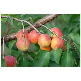Prunus armeniaca 'Ungarische Beste', Aprikose, 150–200 cm