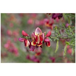 Cytisus scoparius 'Red Wings', Besenginster, rot, 60–80 cm