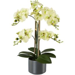 Creativ green Kunstpflanze »Orchidee« grün