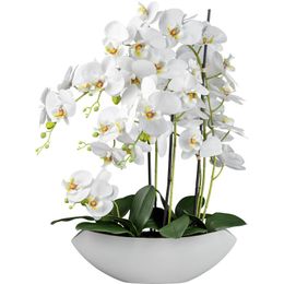 Creativ green Kunstorchidee &raquo;Orchidee Phalaenopsis&laquo; mit real-touch-Bl&uuml;ten wei&szlig;