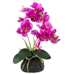 Creativ green Kunstorchidee »Orchidee Phalaenopsis« mit künstlichem Erdballen lila
