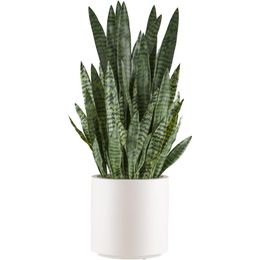 Creativ green Kunstpflanze &raquo;Sanseveria zeylanica&laquo; im eleganten cremefarbenen Topf gr&uuml;n
