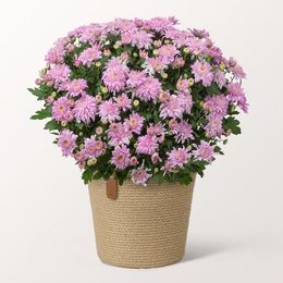 Rosa Chrysantheme im hübschen Korb
