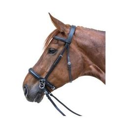 Star Trensenzaum Gebisslos VB/ COB (Vollblut)