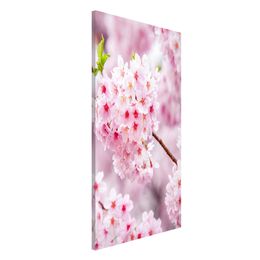 Magnettafel Japanische Kirschbl&uuml;ten