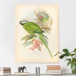 Bilderwelten Glasbild Tiere Vintage grün Glas Wandbild - Vintage Illustration Tropische Vögel II - Retro Wohnzimmer Schlafzimmer