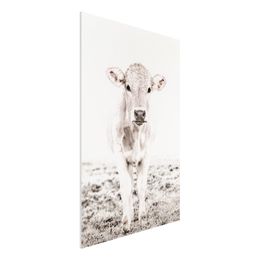 Forex Bild Wei&szlig;es Kalb - Wandbild Hartschaumbild Tiere Wohnzimmer Schlafzimmer Bad Badezimmer K&uuml;che Flur Esszimmer Grau