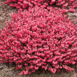Winterheide - rot Liefergröße: 10-15 cm