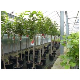 Kaki Baum 160-180 cm Sorte "Rojo Brilliante" Kakipflaume Pflanze