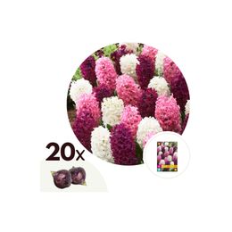 Plant in a Box - Hyazinthenzwiebeln - 20 Stk - Hyacinthus - Blumenzwiebeln - Mehrfarbig