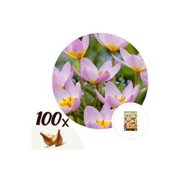 Plant in a Box - Tulpenzwiebeln - 100 Stk - Tulipa 'Lilac Wonder' - Blumenzwiebeln - Mehrfarbig