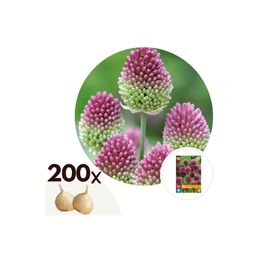 Plant in a Box - Alliumzwiebeln - 200 Stk - Allium 'Sphaerocephalon' - Blumenzwiebeln - Lila