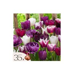 Plant in a Box - Tulpenzwiebeln - 35 Stk - Tulipa 'Blueberry' - Blumenzwiebeln - Lila