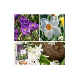 Plant in a Box - Shade Garden Box - 50 Blumenzwiebeln für Schatten & Halbschatten