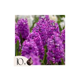 Plant in a Box - Hyazinthenzwiebeln - 10er Set - Hyacinthus 'Purple Voice' - Blumenzwiebeln