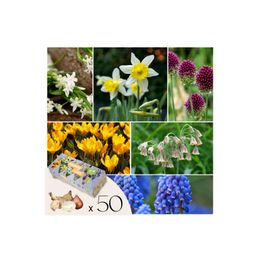 Plant in a Box - Blumenzwiebeln für Insekten - Mischung mit 50 Stück - Winterhart & mehrjährig