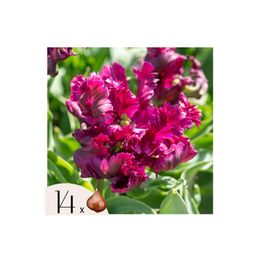 Plant in a Box - Tulpenzwiebeln - 14 Stk - Tulipa 'Parrot Negrita' - Blumenzwiebeln - Lila