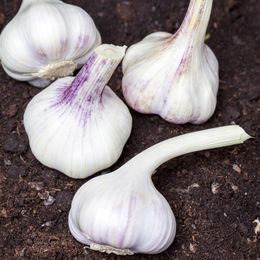 Kiepenkerl Knoblauchzwiebel 'Germidour' - 3 Knollen Liefergröße: Zwiebelgröße I